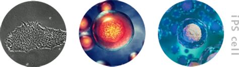 Ipsc诱导多能干细胞 中科华夏生物医学研究集团有限公司