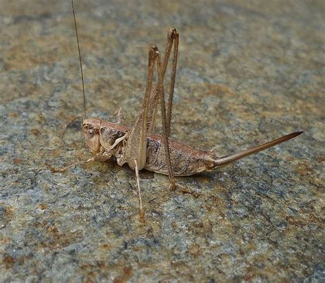 Brown Grasshopper With Stinger