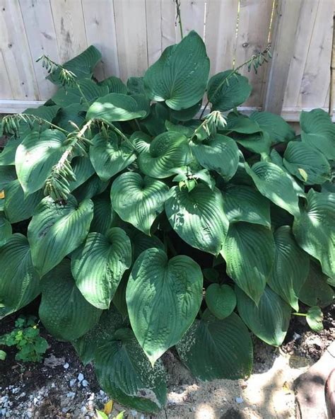 Giant Hostas 17 Varieties And More Topic Information World Of Garden Plants