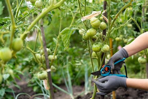 How And When To Prune Tomatoes Uk