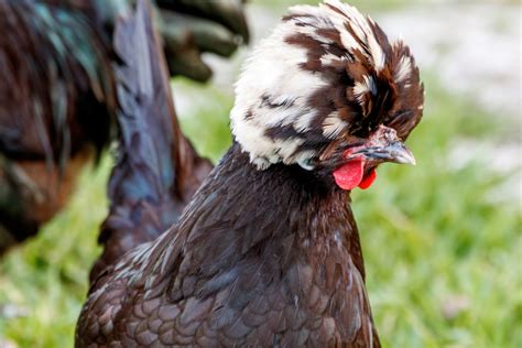 10 Fluffy Chicken Breeds — Practical Self Reliance