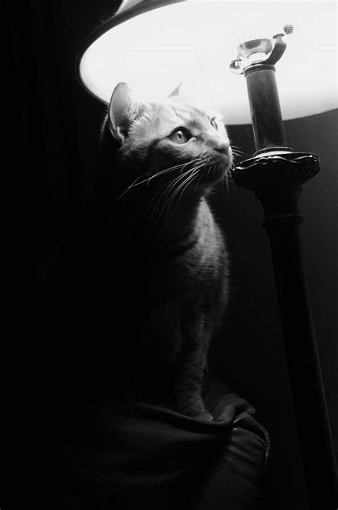 Piddles 1 By Maxweston On Deviantart