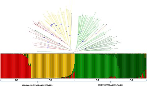 Bayesian Clustering Analysis Of Iranian Olive Samples And Mediterranean Download Scientific