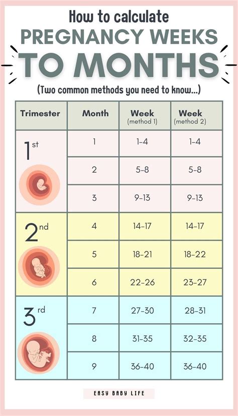 Week By Week Pregnancy Chart Artofit