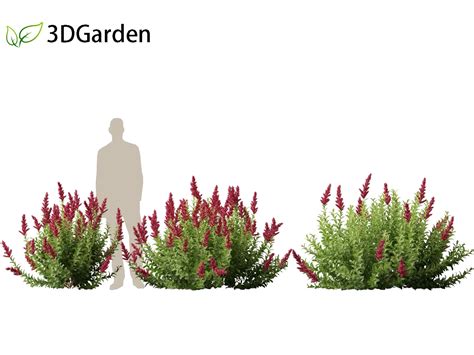 Spiraea Douglasii Western Spirea Flippednormals