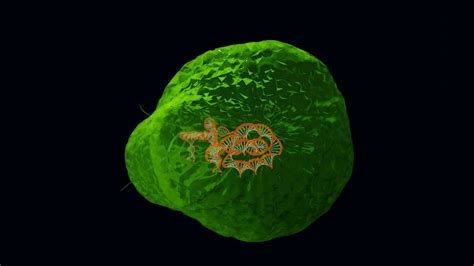 Archivo Stl Helix Dna Label Bacteria Flagella Bacilli Low Poly 3d Model