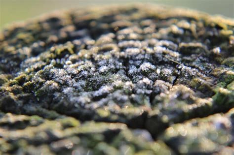 Page 7 Terrapin Shell Analysis Images Free Download On Freepik