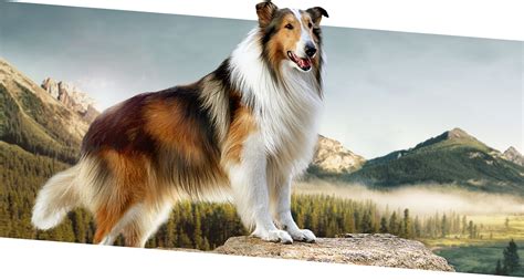 Lassie El Perro Más Famoso Del Mundo Regresa A Las Pantallas