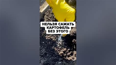 Секрет урожая крупной картошки Огромные клубни без вредителей дача огород сад урожай