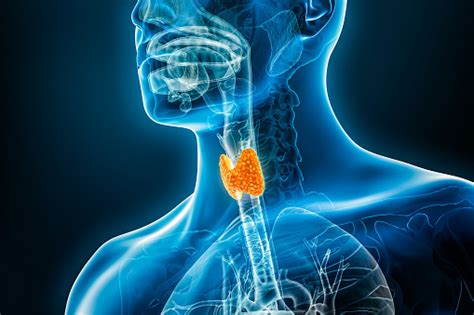 Xray 갑상선 기관 3d 렌더링 그림에는 남성의 신체 윤곽이 있습니다 인체 해부학 의료 내분비 시스템 생물학 과학 의료 개념 3차원 형태에 대한 스톡 사진 및 기타 이미지