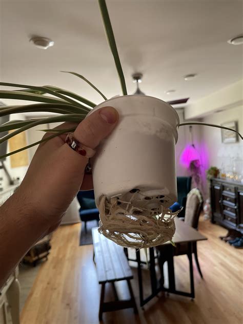 The Pot Belongs To Her Now R Rootedporn