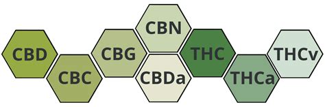 What Are Cannabinoids