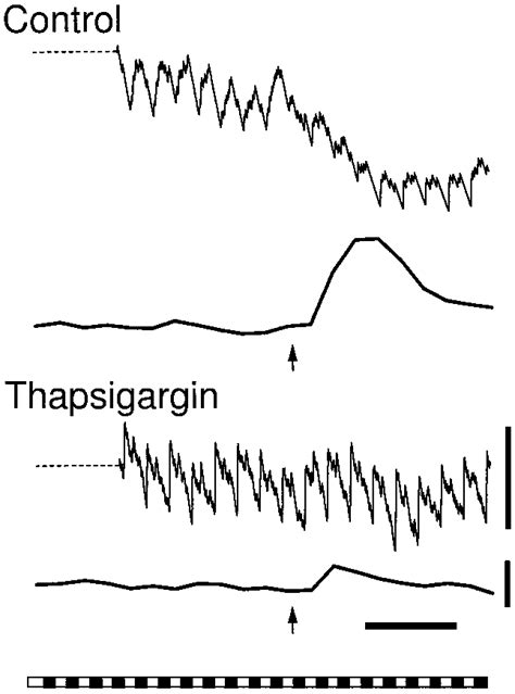 Effect Of Thapsigargin On The Modulation Of Neuronal Activity