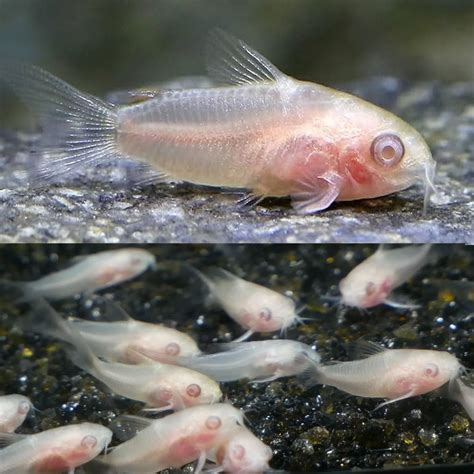 Dwarf Corydoras With Betta