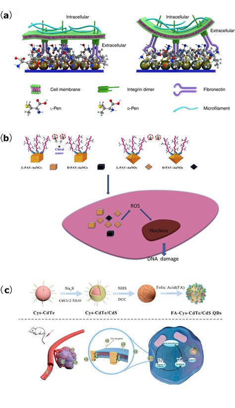 A Schematic Presentation Of The Regulation Of Ng108 15 Cell Adhesion