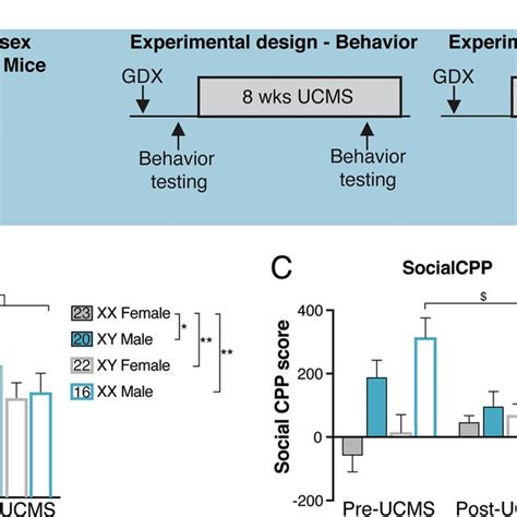 Developmental Hormone Exposure Programs Adult Sex Differences In Download Scientific Diagram
