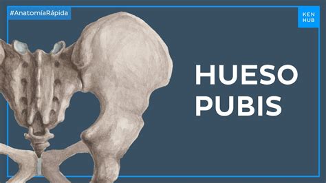 Anatomía Del Pubis Anatomía Fácil Kenhub Youtube