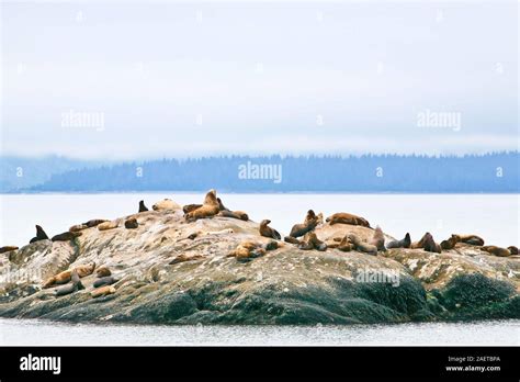 Steller Sea Lions Sun On The Rocks Of South Marble Island In Glacier