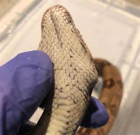 Ball Python Bewild Reptile Rescue