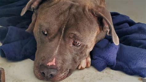 Pit bull euthanized after Riverside County owner stabbed him when the dog bit him while being ...