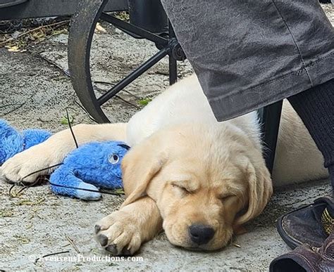 From Lois Hands Napping By Daddy