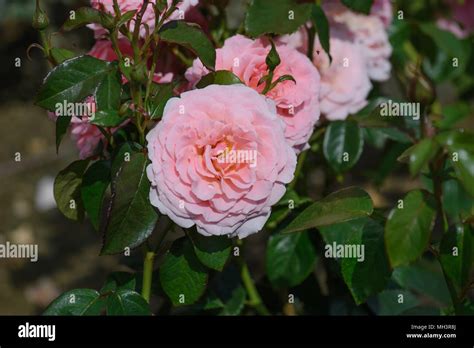 Rose Tickled Pink Stock Photo - Alamy