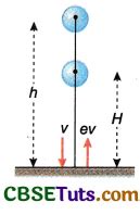 Collision Of A Falling Body With A Fixed Horizontal Plane Bouncing Of A Rubber Ball CBSE Tuts