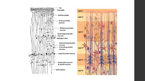 Microscopic Anatomy Of Cerebral Cortex Pptx