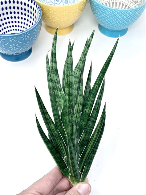 Sansevieria Francisii Variegated Bigger plant H Rare | Etsy | Big ...