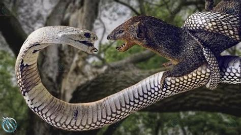 Mongoose Vs Black Mamba Black Mamba