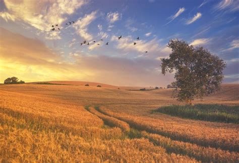 Foreground Middleground And Background In Photography