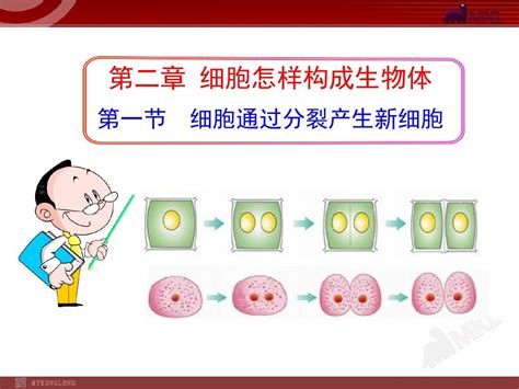 第一节 细胞通过分裂产生新细胞word文档在线阅读与下载无忧文档