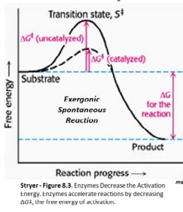 Biochem 420 Exam 2 Enzymes Intro Flashcards Quizlet