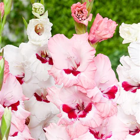 Shop Gladiolus Wine And Roses J Parkers Wholesale