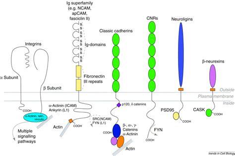 Cell Adhesion Molecules Neuronal Axon Associated Adhesion Molecules Neuronal Cell Adhesion