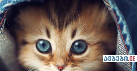 მსოფლიოში ყველაზე ლამაზი კატა Ambebi Ge