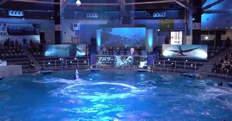 아바타2 일본 행사서 ‘돌고래 쇼 아바타 악당들이나 할 짓”