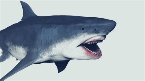 How Did Megalodon Go Extinct What Killed The Megalodon
