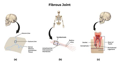 Fibrous Joints Examples Diagram Function And Movement Of Joint