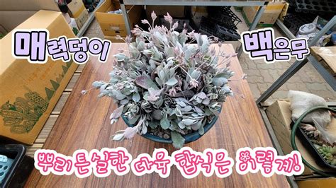 다마마 의 다육일기 뿌리튼실한 다육 합식법다육이 합식 분갈이 백은무 Youtube