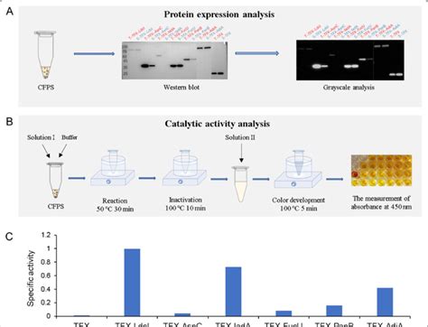 Functional Verification Of Protein Polymers Fused With Enzymes A