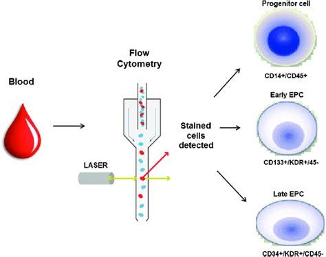 Expression Of Surface Markers During The Differentiation Of The