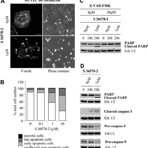 Integrin Expression On The Cell Surface αvβ3 αvβ5 And α5β1 Integrin Download Scientific