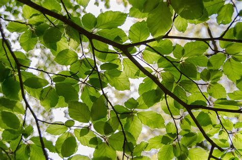 Mongodb Leaf