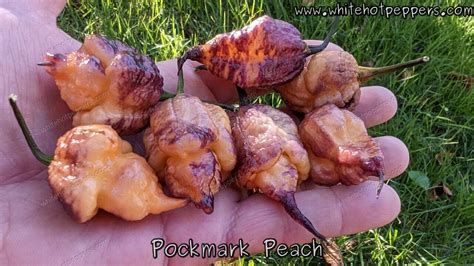 Pockmark Peach White Hot Peppers Llc