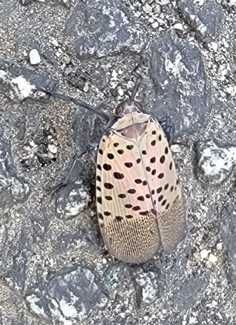 Spotted Lanternfly In Sutton Massachusetts Sutton