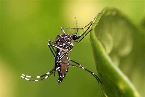 Deadly Mosquitoes Are Invading Europe Biovox