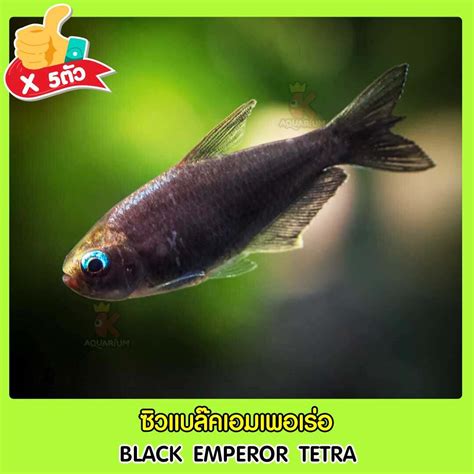 ปลาโรซี่บาร์บ ไซส์ขุน 2cm 5ตัว ปลาสวยงาม สีสวย เลี้ยงง่าย คัดเกรดa