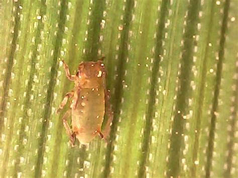 Insect Detection Object Detection Dataset And Pre Trained Model By Sherammar