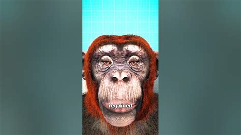 Monkey Head Transplant 🐒 Youtube